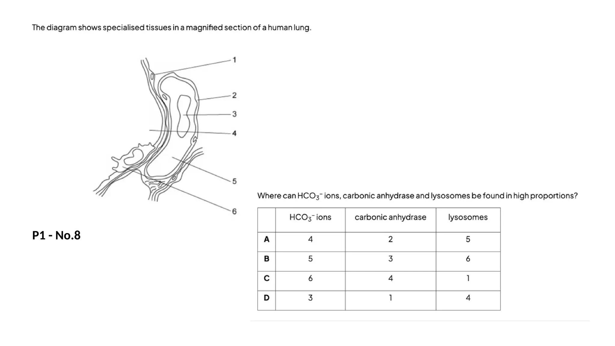 Exercise - Gas Exchange in Human Respiratory System | PPTX