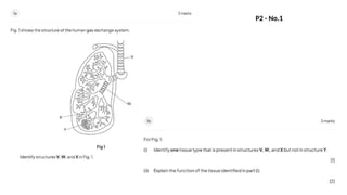Exercise - Gas Exchange in Human Respiratory System | PPTX