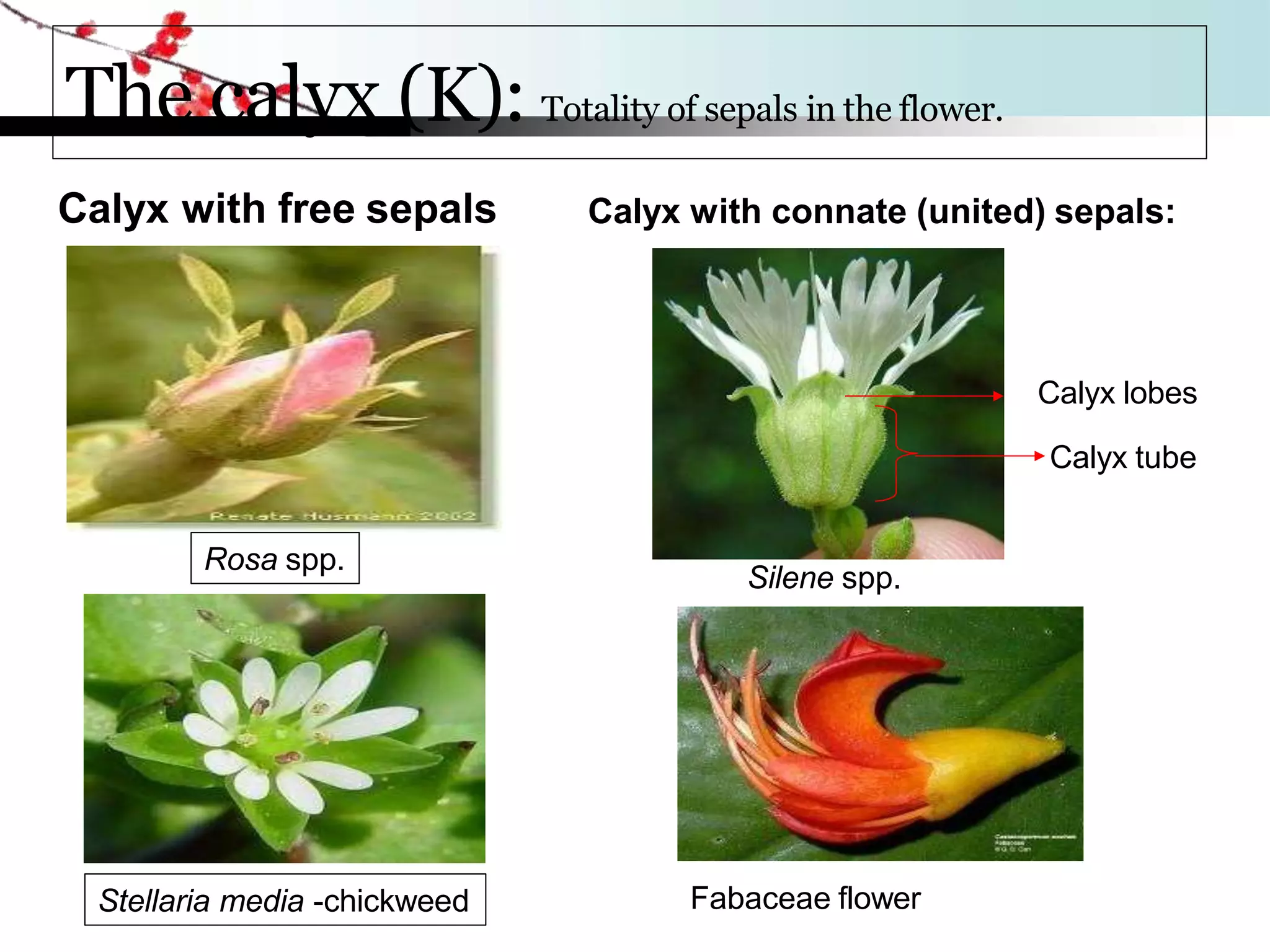 FLORAL BIOLOGY | PPTX