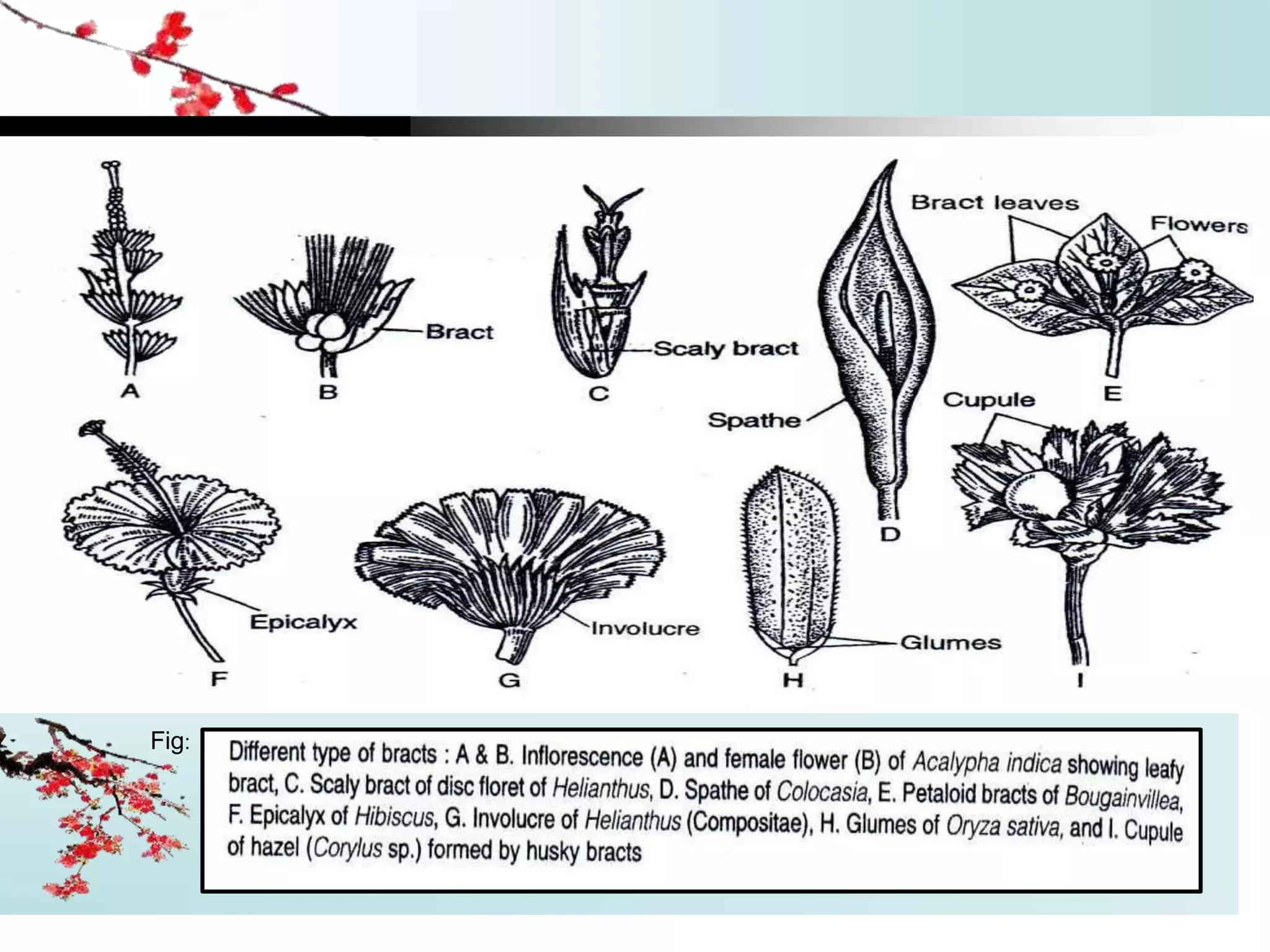 FLORAL BIOLOGY | PPTX