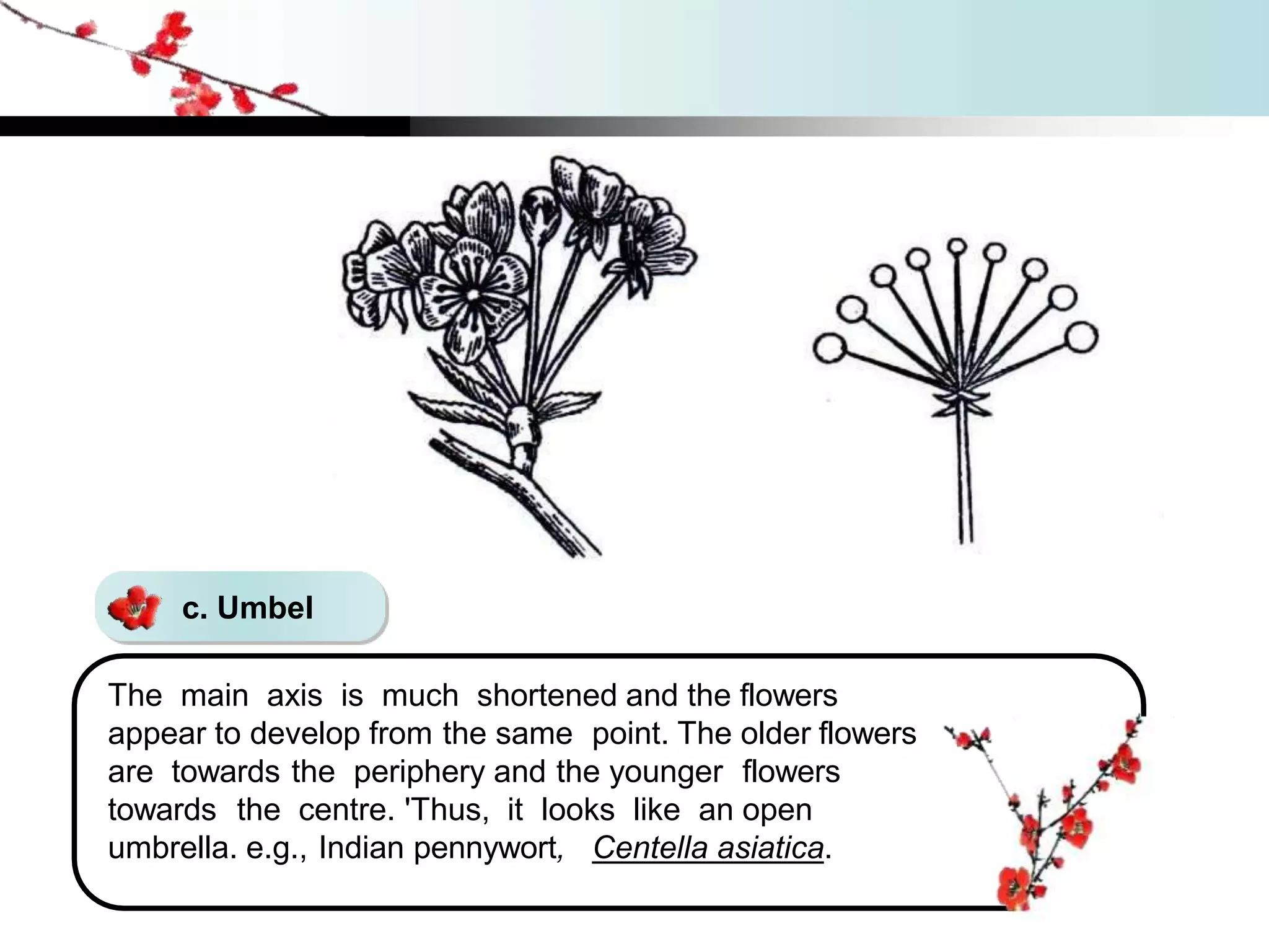 FLORAL BIOLOGY | PPTX