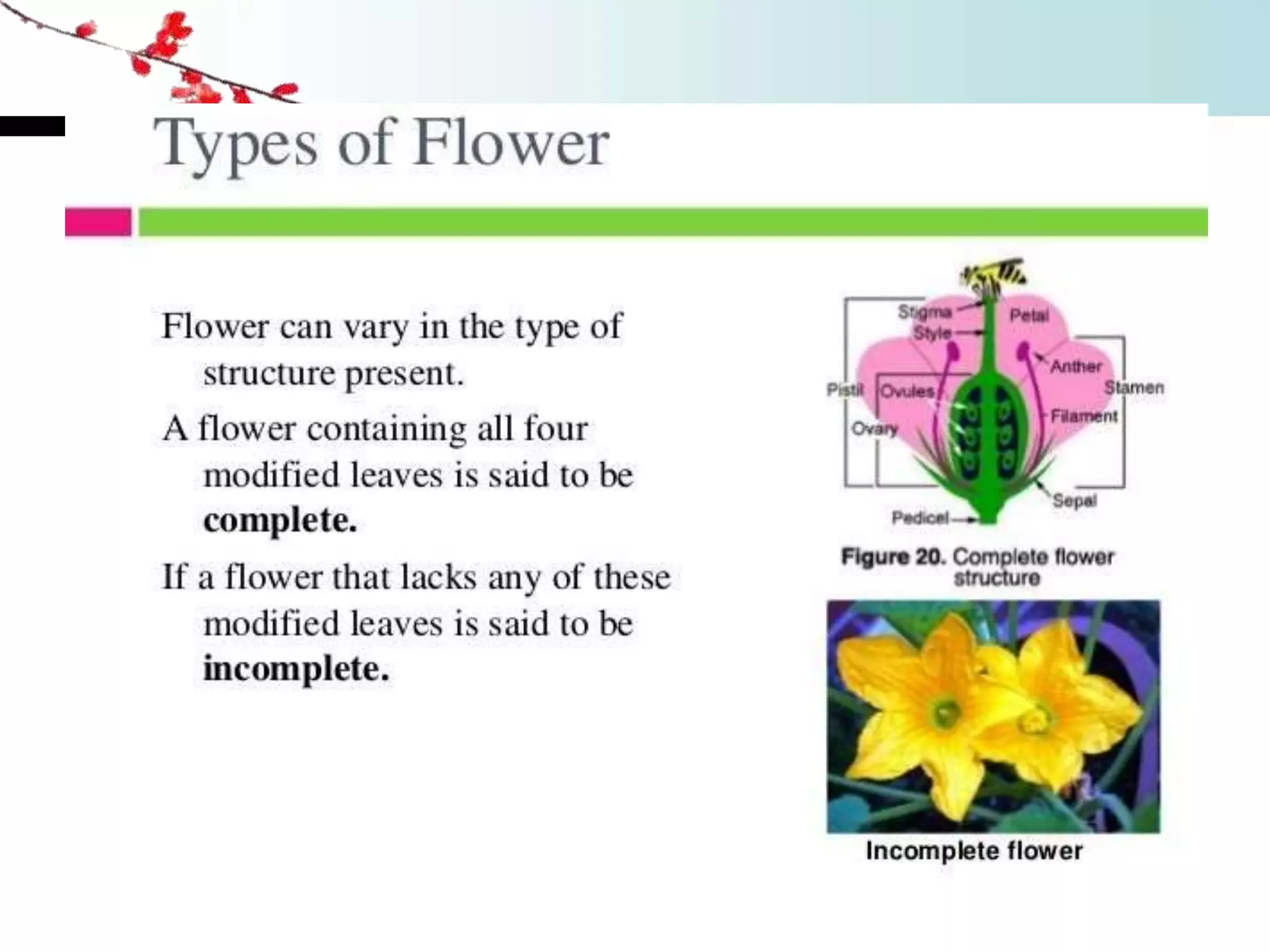 FLORAL BIOLOGY | PPTX