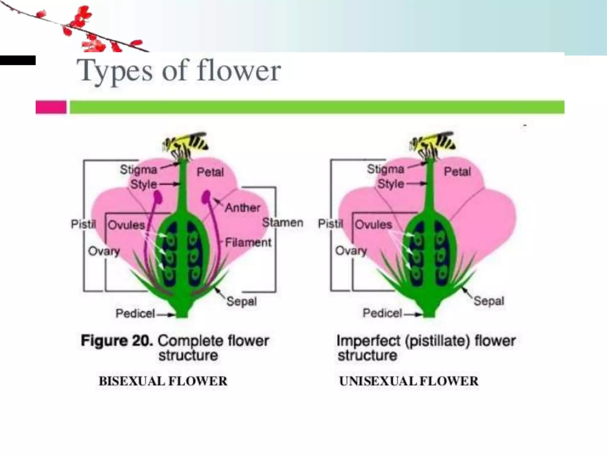 FLORAL BIOLOGY | PPTX