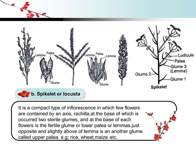 FLORAL BIOLOGY | PPT