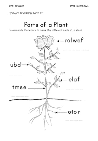 SCIENCE YEAR 1 PLANTS | PPTX
