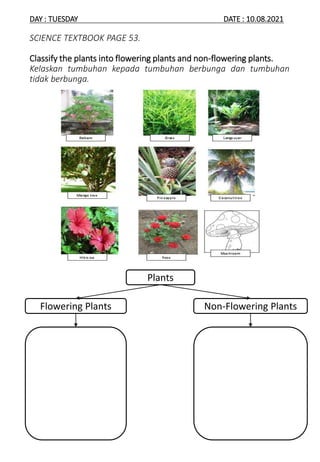 SCIENCE YEAR 1 PLANTS | PPTX