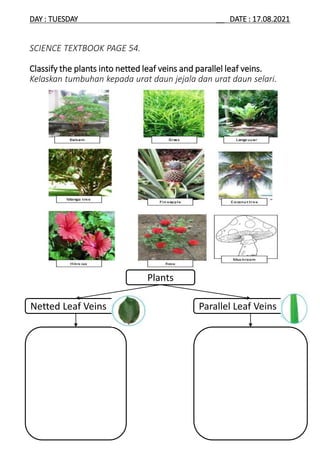 SCIENCE YEAR 1 PLANTS | PPTX
