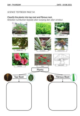 SCIENCE YEAR 1 PLANTS | PPTX