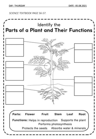 SCIENCE YEAR 1 PLANTS | PDF