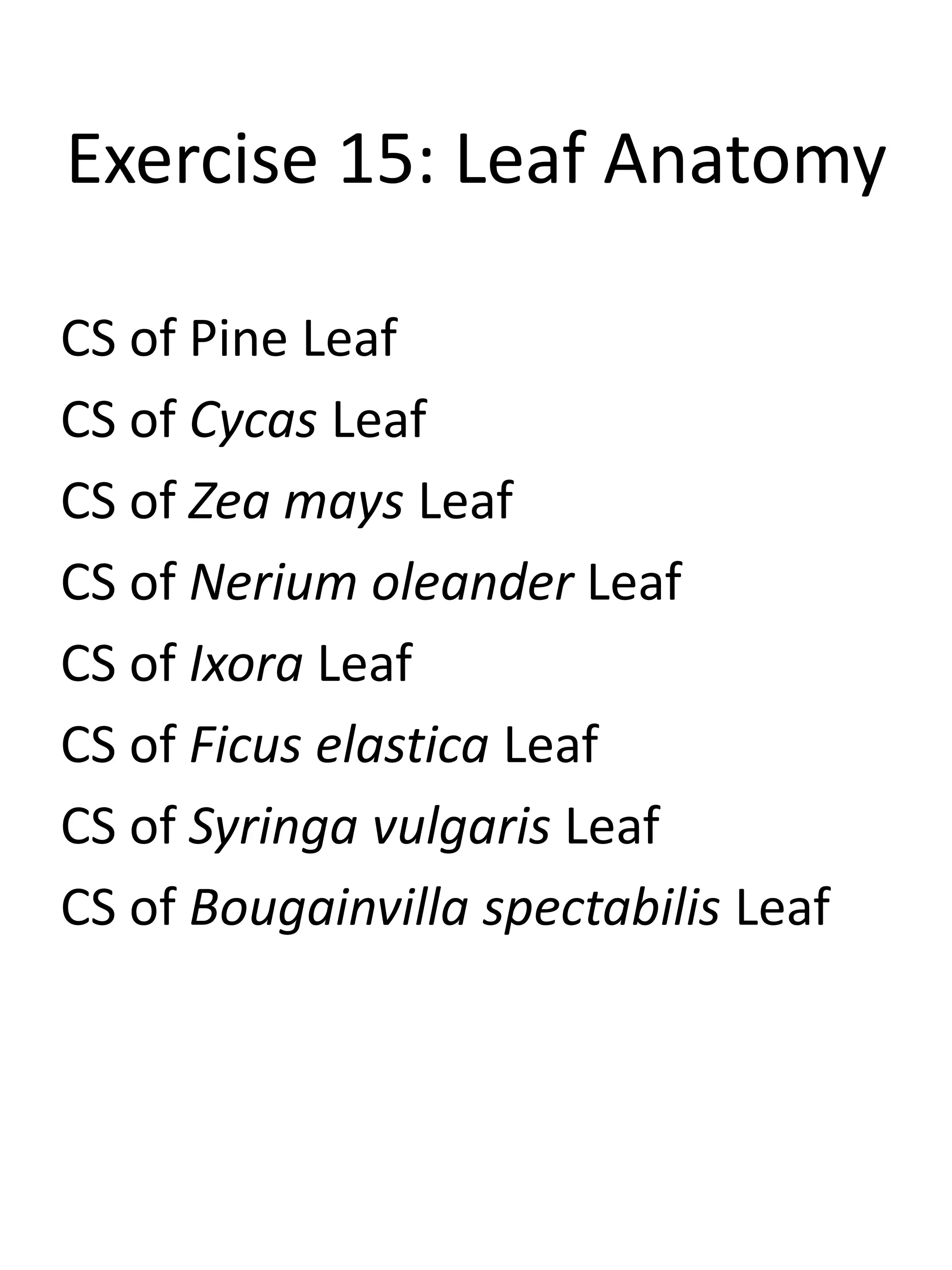 Exercise 15 leaf anatomy | PPTX