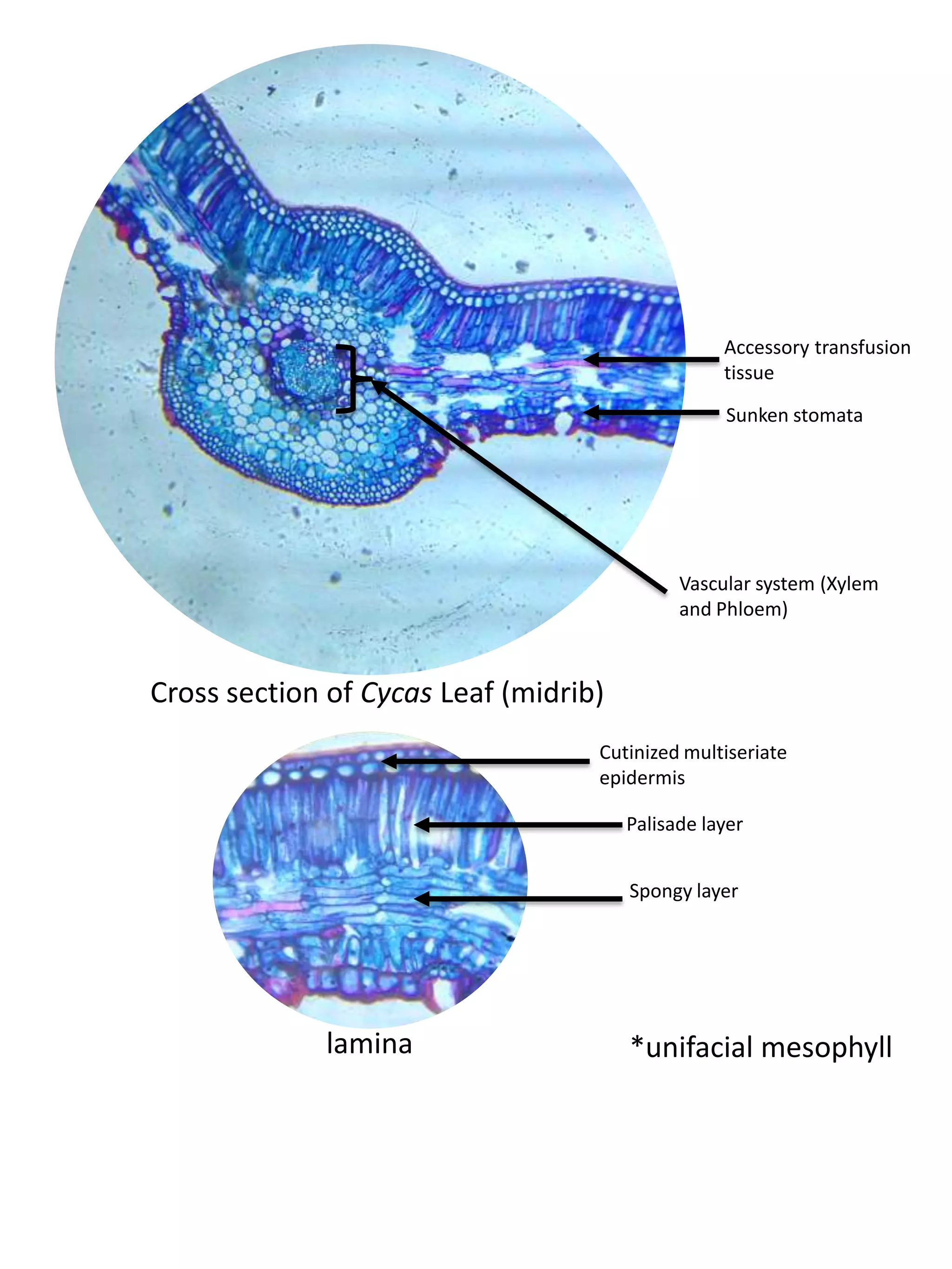 Exercise 15 leaf anatomy | PPTX
