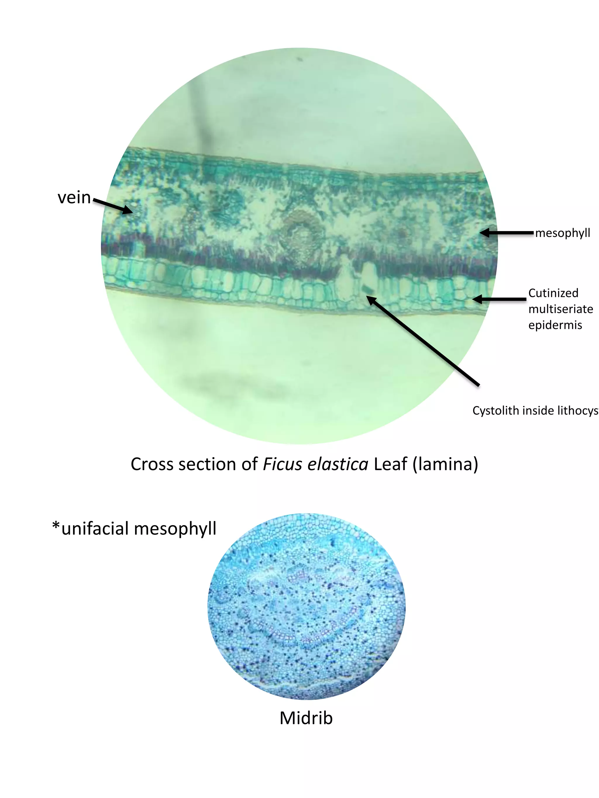 Exercise 15 leaf anatomy | PPTX