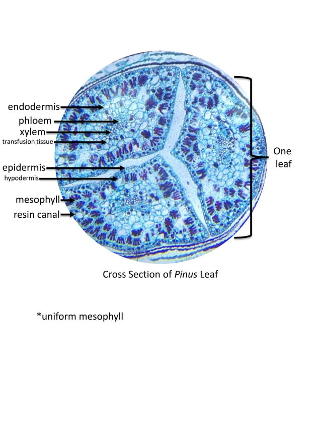 Exercise 15 leaf anatomy | PPTX | Biological Sciences | Science