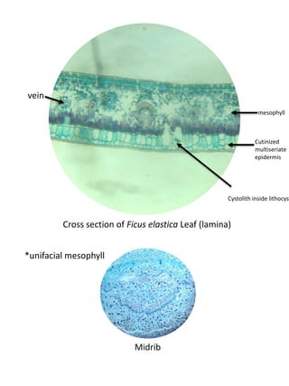 Exercise 15 leaf anatomy | PPTX