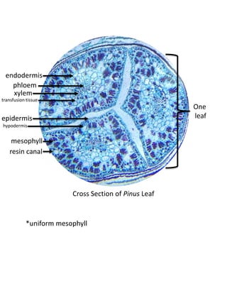 Monocot Leaf Cross Section Mesophyll