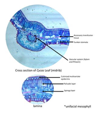 Leaf Cross Section Xylem Phloem