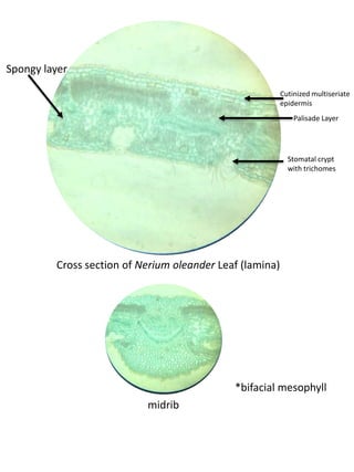 Nerium Oleander Leaf Cross Section
