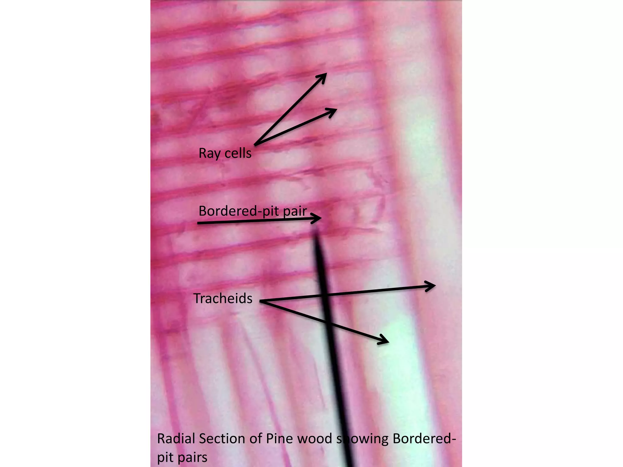 Exercise 2 | PPTX | Biological Sciences | Science
