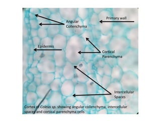Exercise 2 | PPTX | Biological Sciences | Science