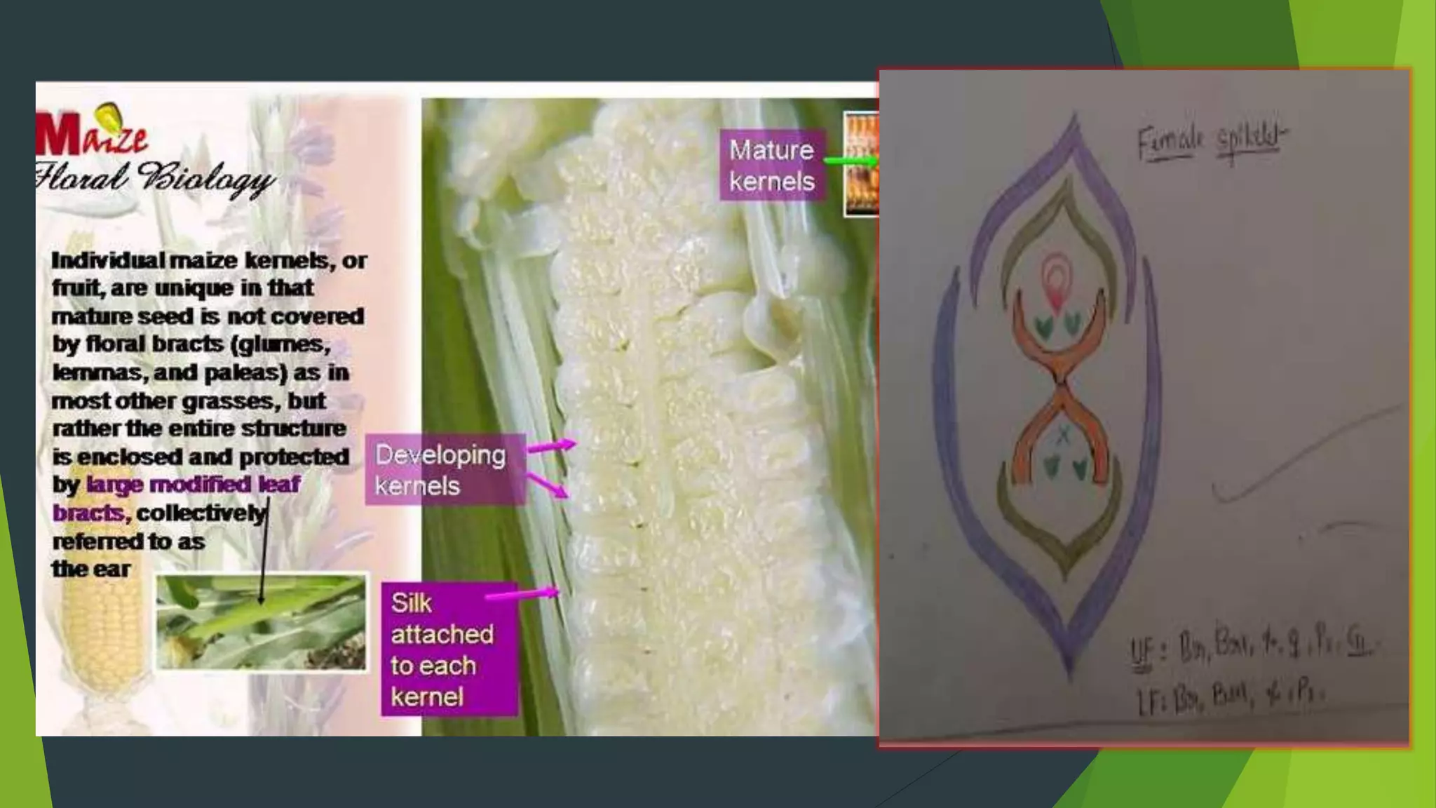 Exercise 2 emasculation and hybridization in maize | PPTX