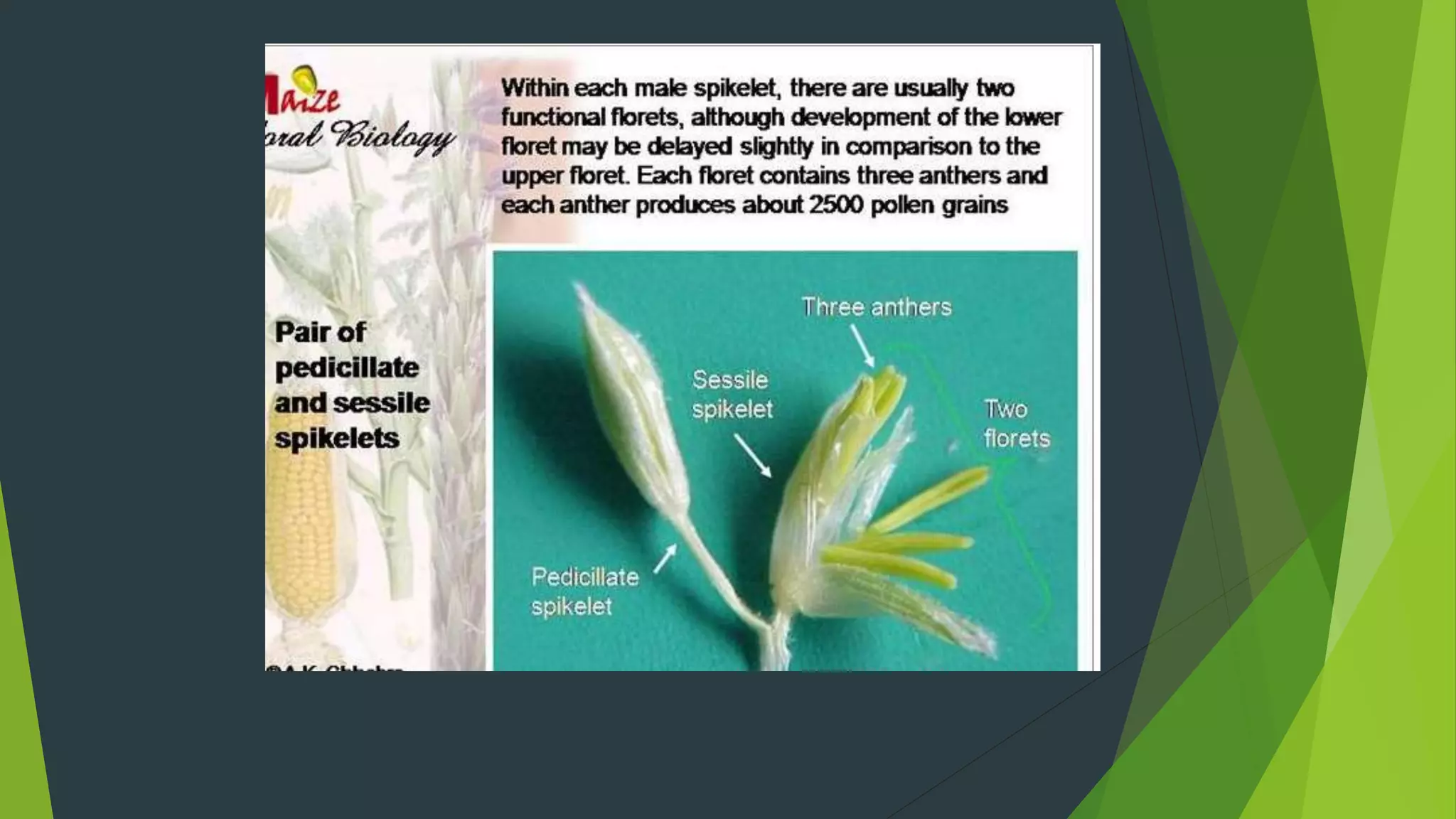 Exercise 2 emasculation and hybridization in maize | PPTX