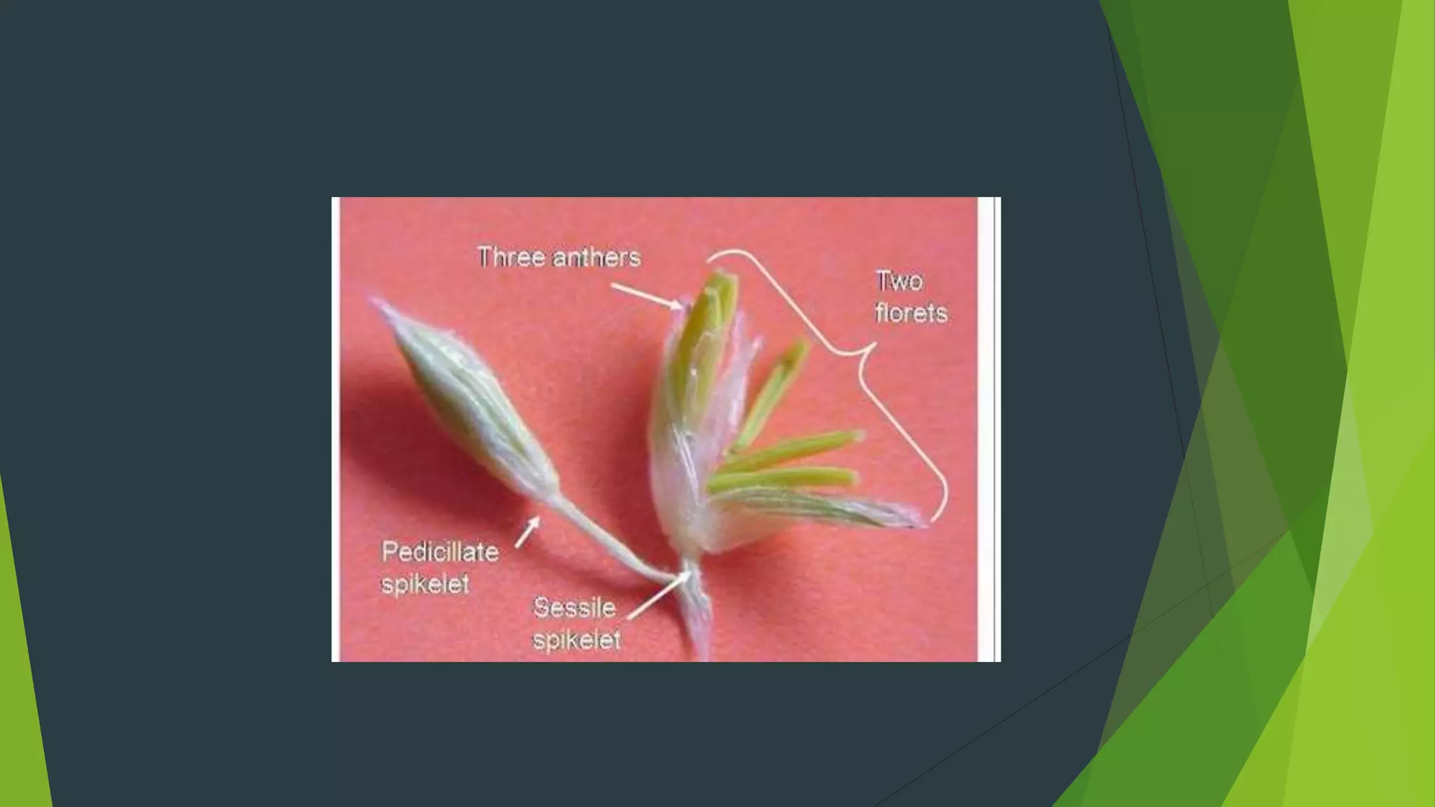 Exercise 2 emasculation and hybridization in maize | PPTX