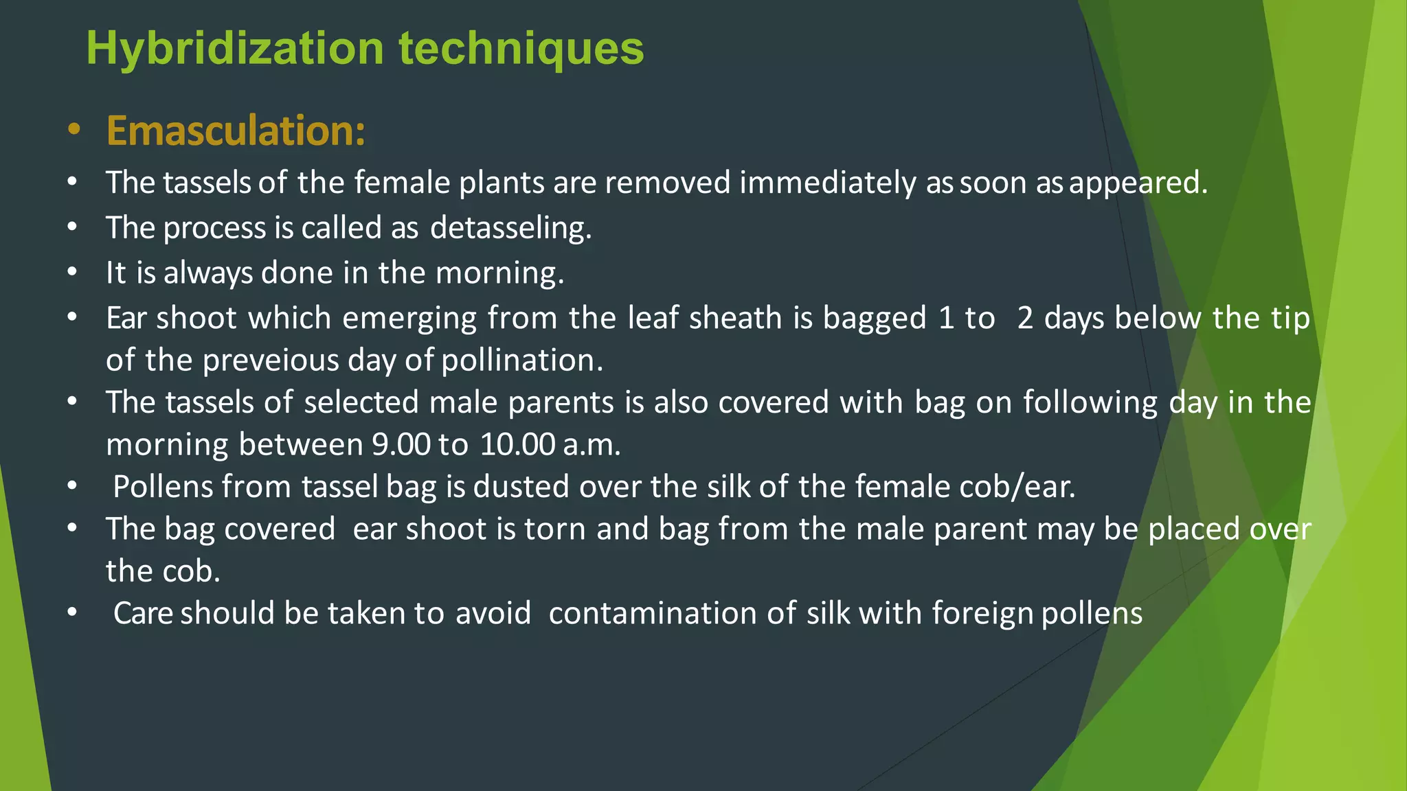 Exercise 2 emasculation and hybridization in maize | PPTX
