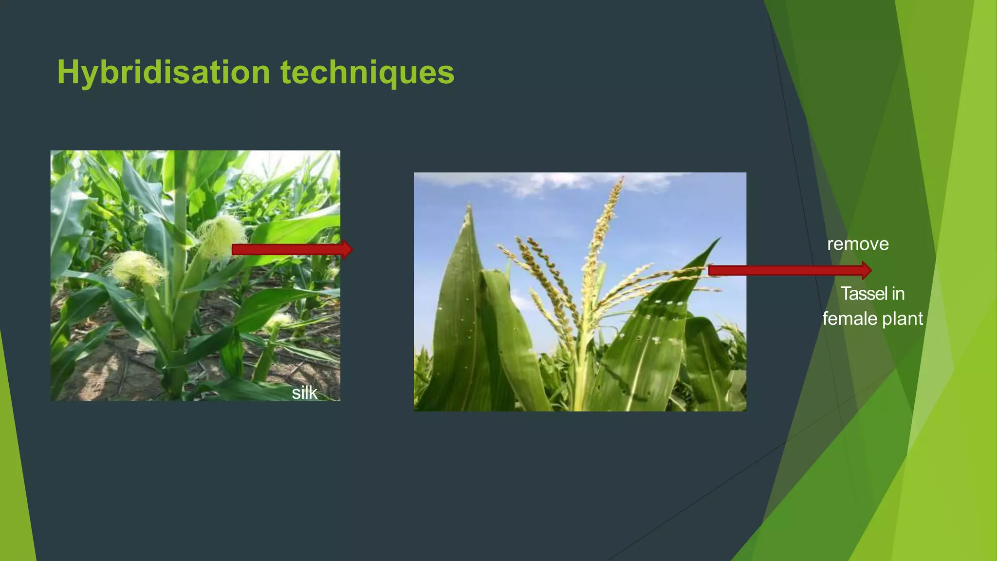 Exercise 2 emasculation and hybridization in maize | PPTX