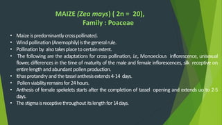 Exercise 2 emasculation and hybridization in maize | PPTX