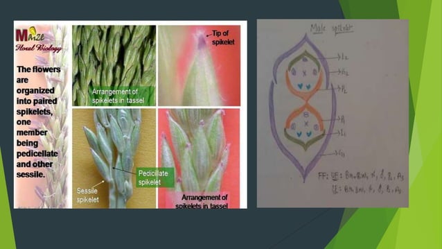 Exercise 2 emasculation and hybridization in maize | PPTX