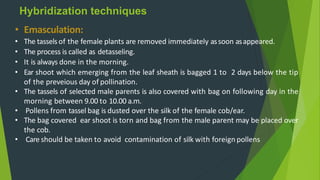 Exercise 2 emasculation and hybridization in maize | PPTX