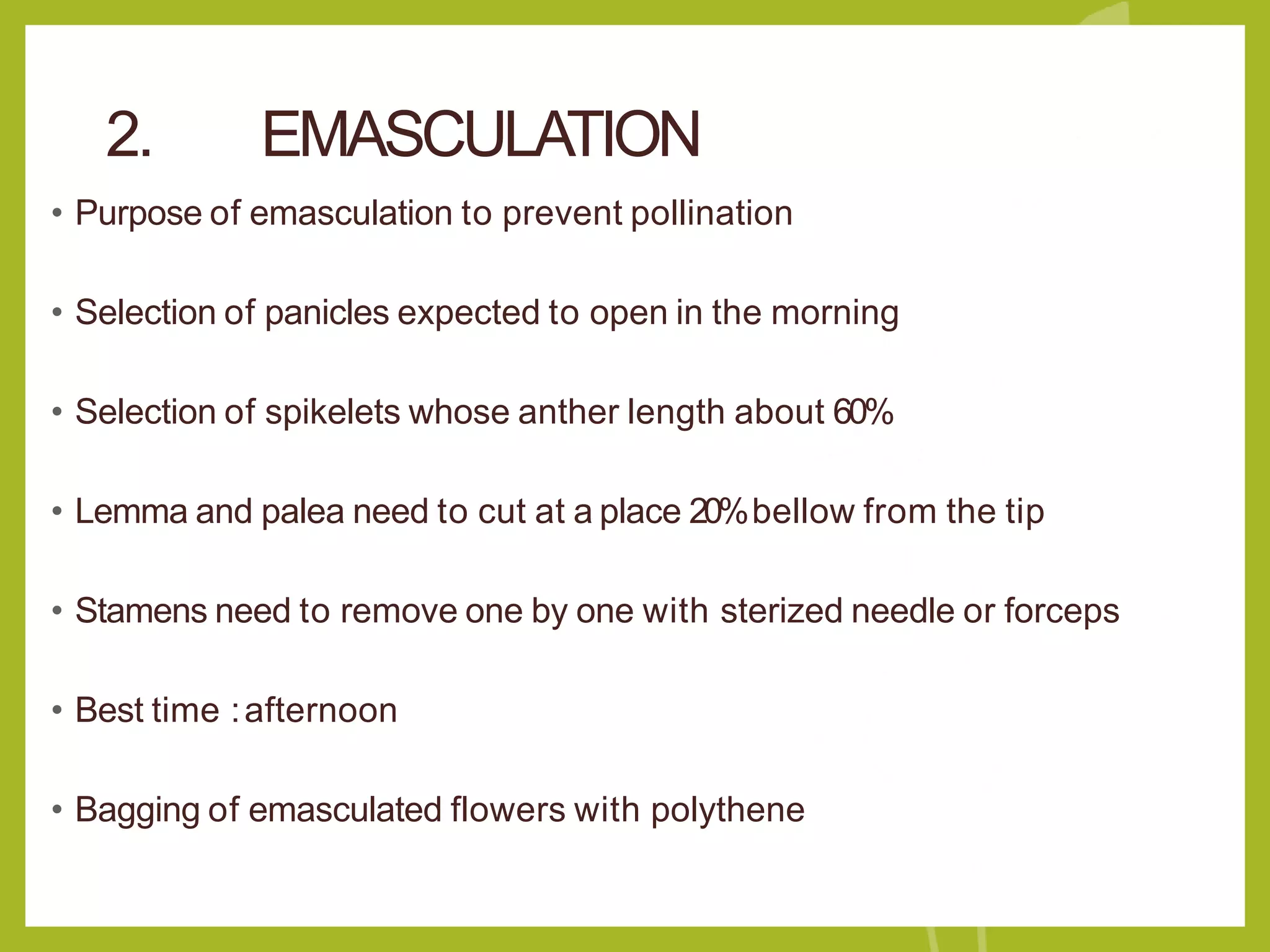 Emasculation and hybridization in rice | PPTX