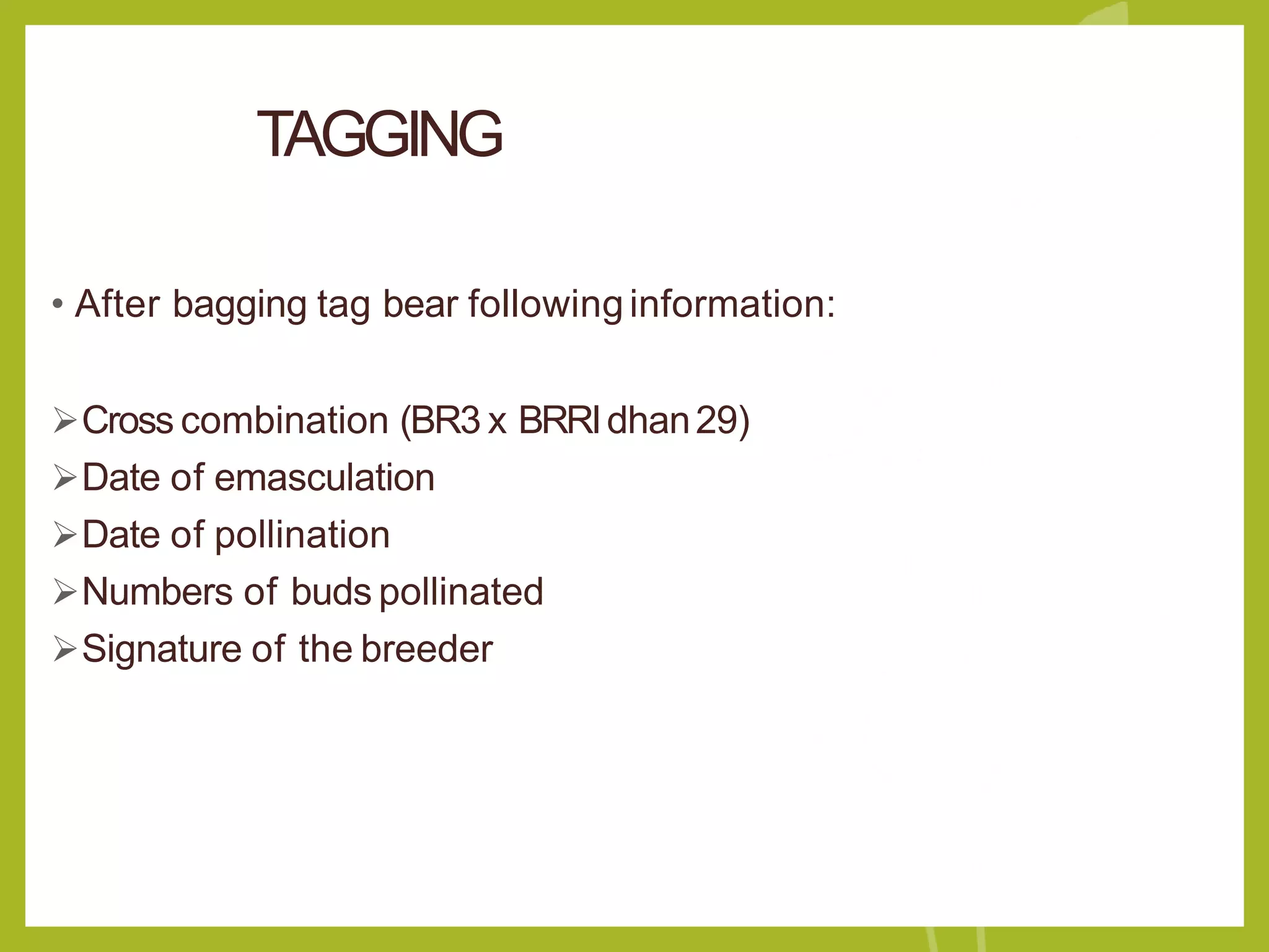 Emasculation and hybridization in rice | PPTX