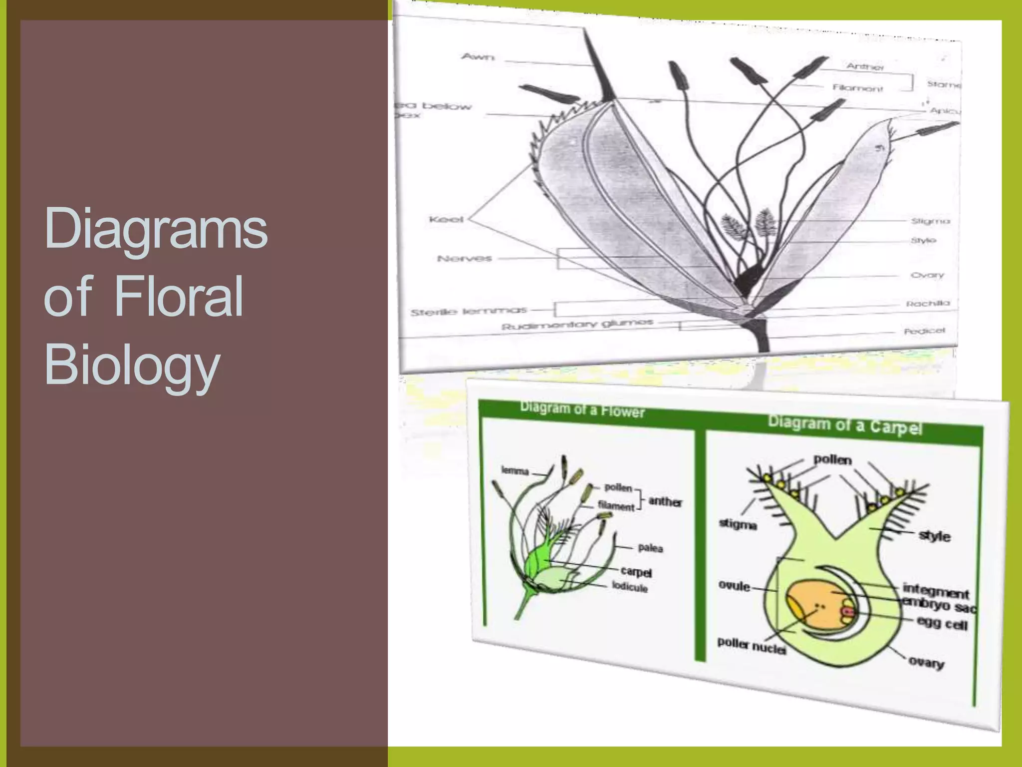 Emasculation and hybridization in rice | PPTX