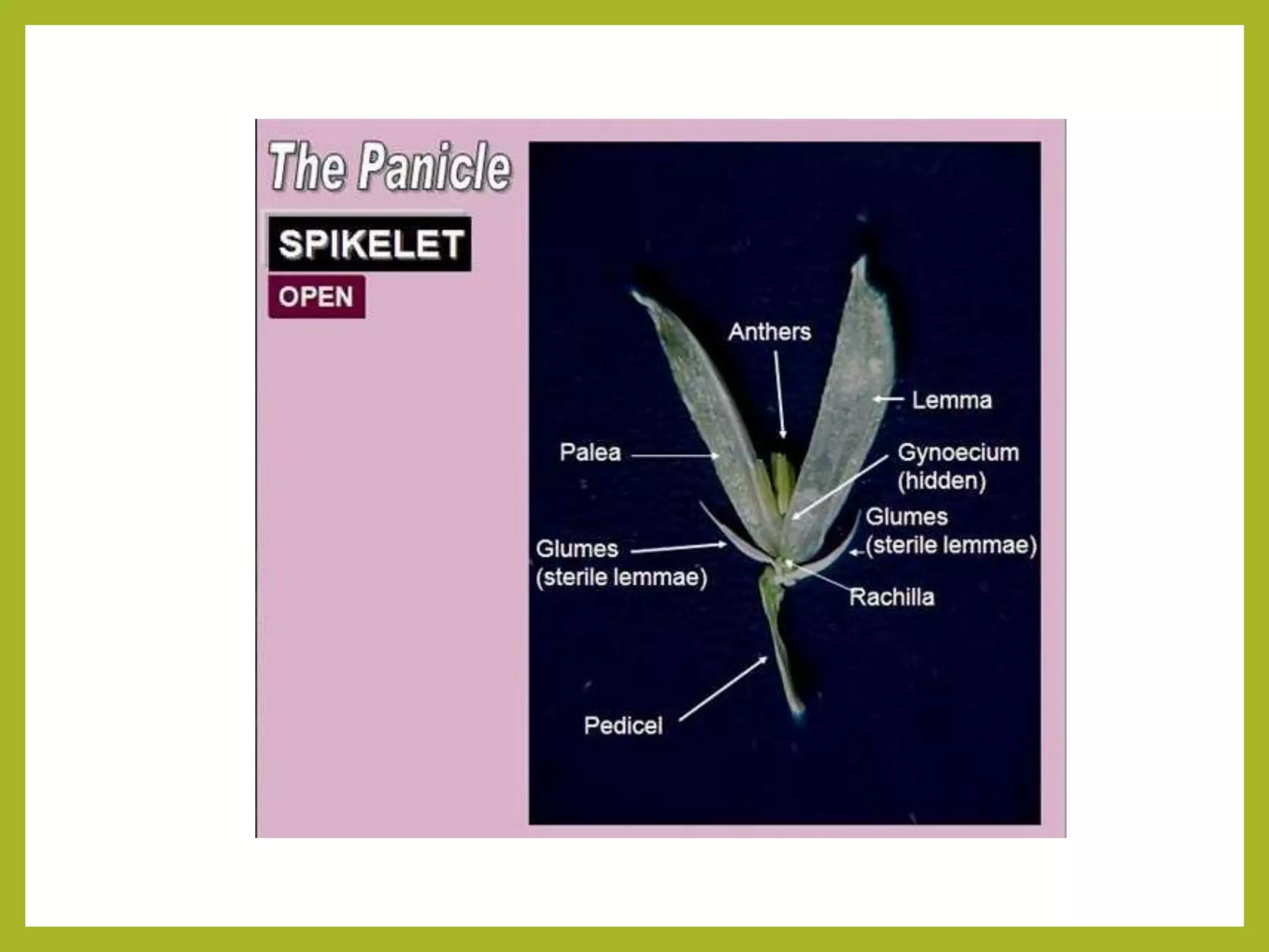 Emasculation and hybridization in rice | PPTX