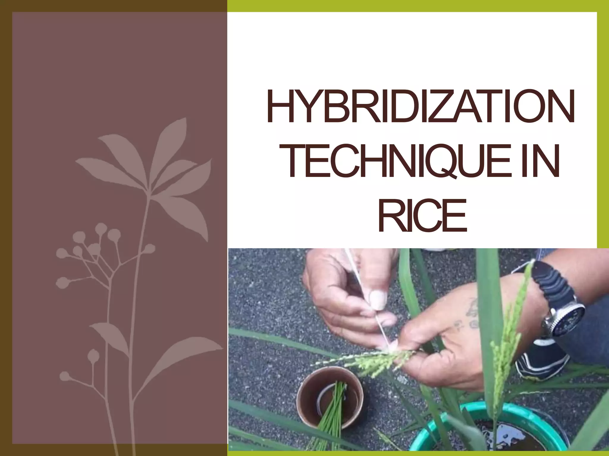 Emasculation and hybridization in rice | PPT