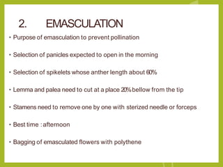 Emasculation and hybridization in rice | PPTX