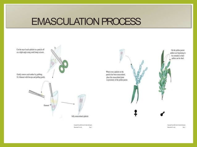 Emasculation and hybridization in rice | PPTX