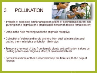Emasculation and hybridization in rice | PPTX