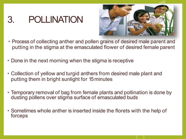 Emasculation and hybridization in rice | PPTX