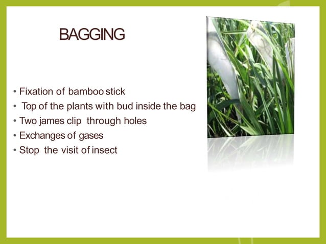 Emasculation and hybridization in rice | PPTX