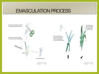 Emasculation and hybridization in rice | PPT
