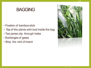 Emasculation and hybridization in rice | PPT