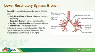 Respiratory System Laboratory Lecture Based on Seeley's | PPTX