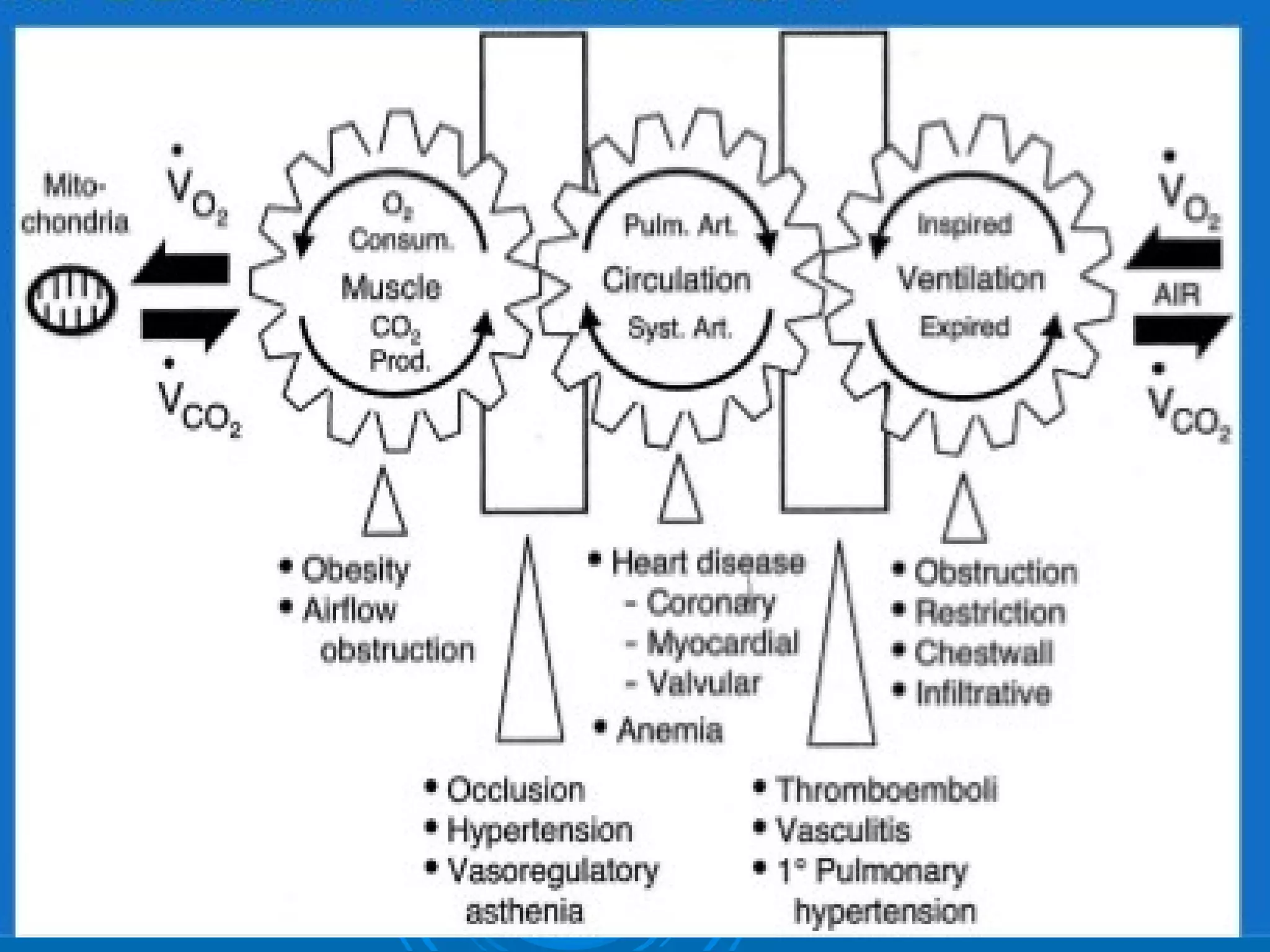 Exercise Adaptation and CPET | PPT