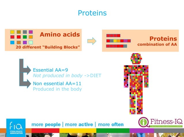 The Fundamentals of Nutrition & Compound Movements | PPT | Bodybuilding ...