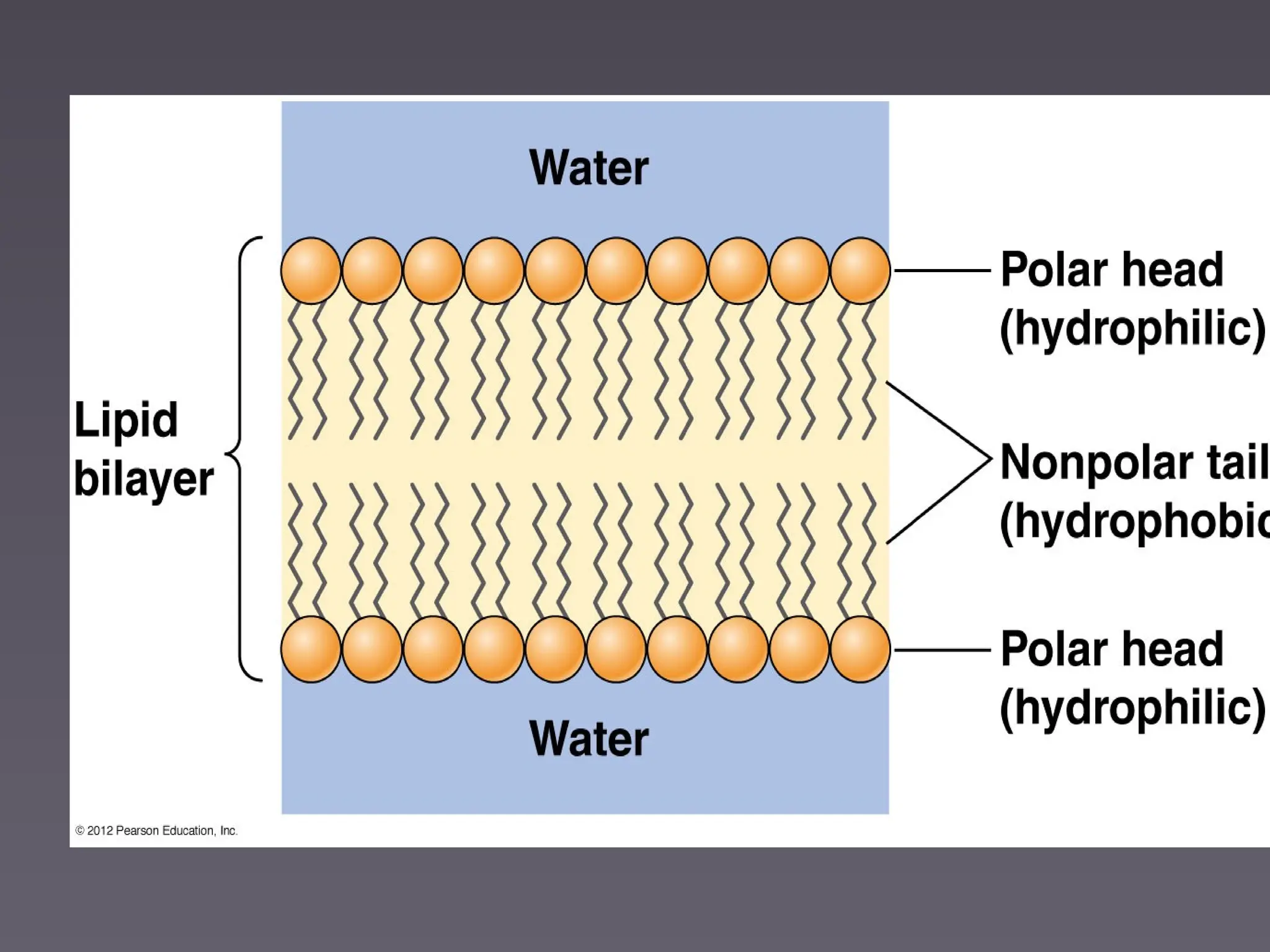 Exercise Cell membrane about cell cycle and its mechanism | PPT