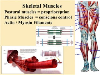 Exercise for muscles and joints | PPT