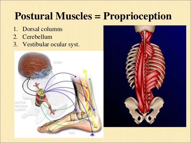 Exercise for muscles and joints