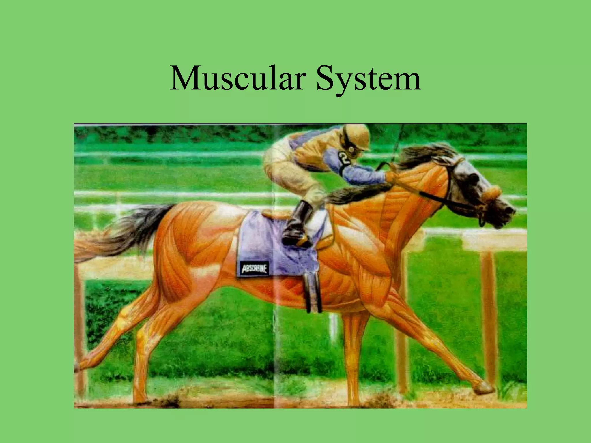 Exercise physiology | PPT